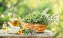 Diverse Types of Plants And Their Uses | JBM Global School